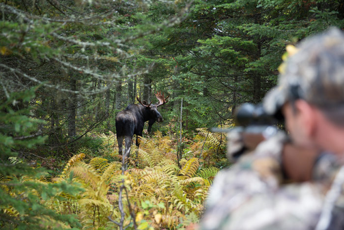 Chasse à l'orignal - Activités - Sépaq