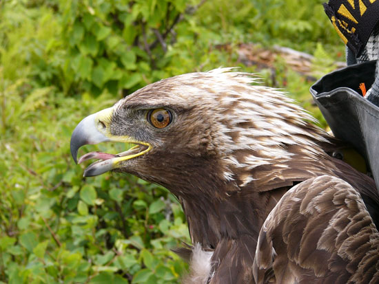 Des actions nobles pour une espèce noble - Blogue de conservation ...