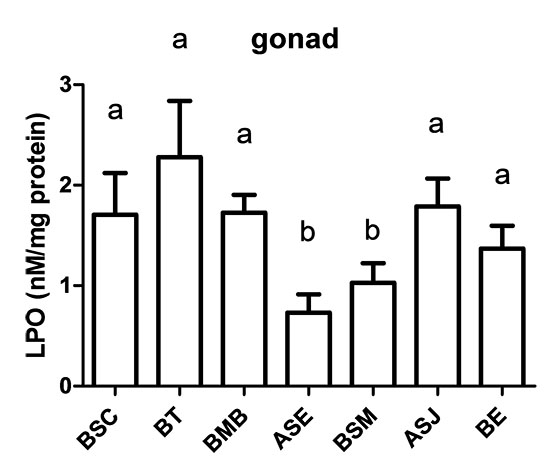 La mye commune : un mollusque qui en dit long! - Blogue de conservation ...