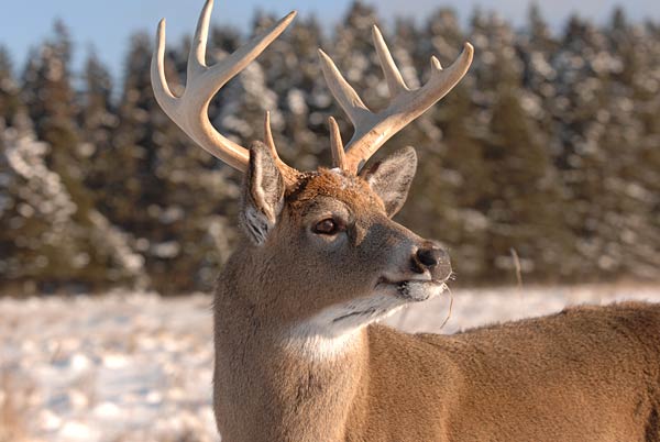 Chasse au cerf de Virginie - Activités - Sépaq