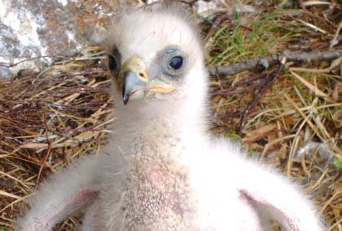 Suivi de l’aigle royal au parc national d’Anticosti - Blogue Parcs ...