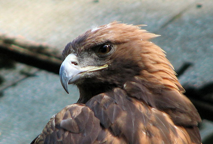 Suivi de l’aigle royal au parc national d’Anticosti - Blogue Parcs ...