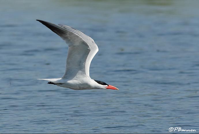 Surprenante découverte lors d’un inventaire des oiseaux des marais ...