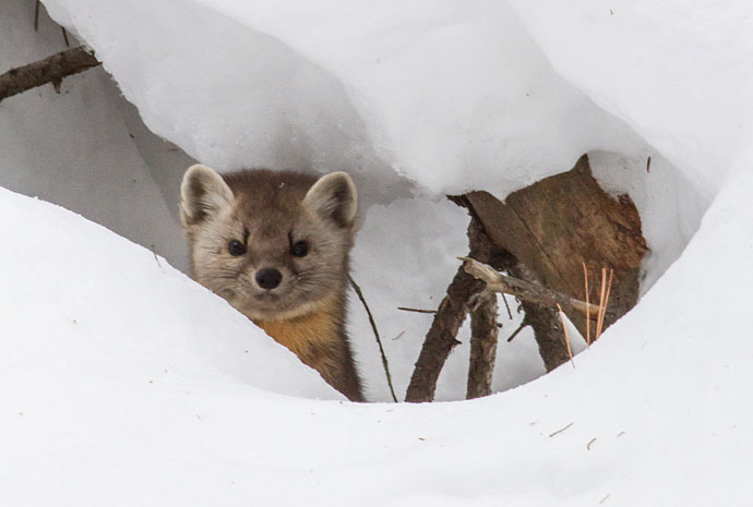 Des nouvelles de la martre d’Amérique - Blogue de conservation - Parcs ...