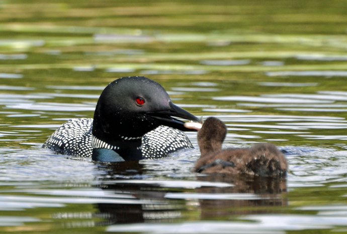 Pour que chantent les huards… - Blogue de conservation - Parcs Québec ...