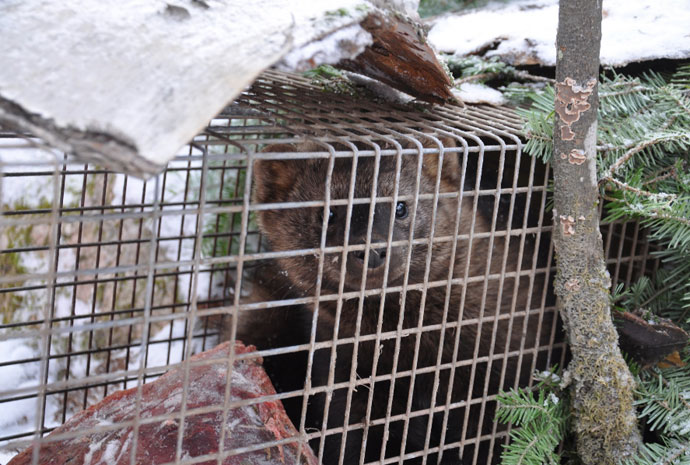 Le pékan prend ses aises - Blogue Parcs Québec Conservation - Parcs ...