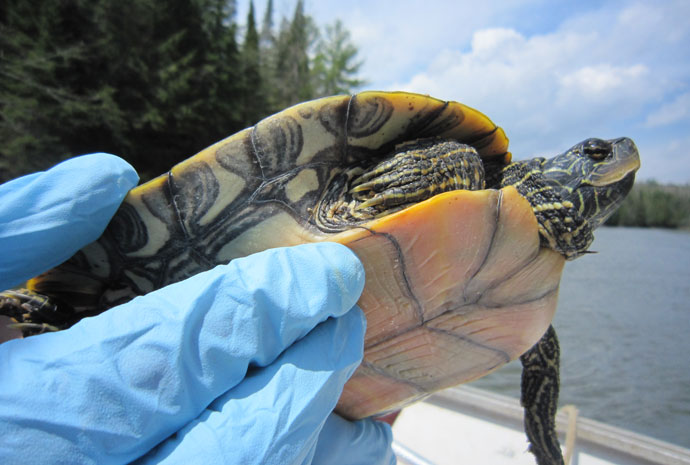 Tortue sans fil! - Blogue de conservation - Parcs Québec - Sépaq